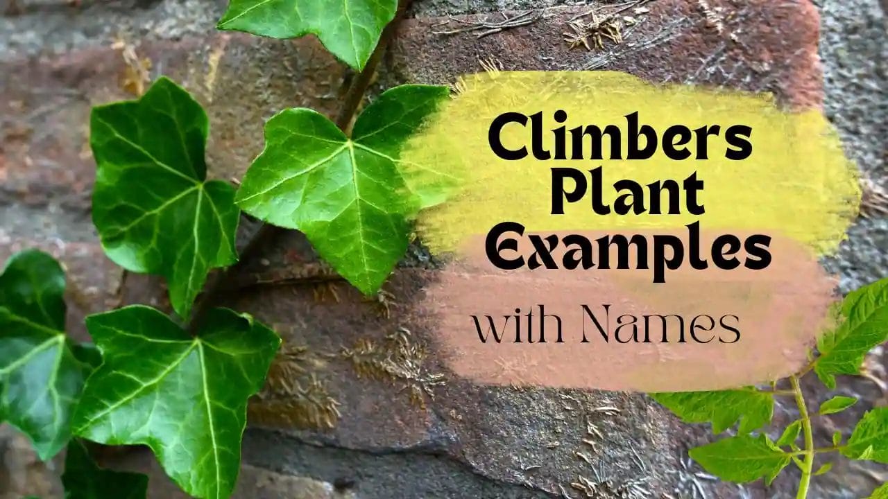 10+ Climbers Plants Examples with Names for School Kids to Learn ...
