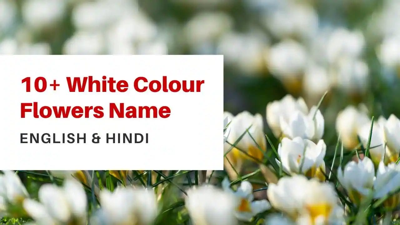 10+ Favorite White Flowers Name List in English and Hindi - Storybook